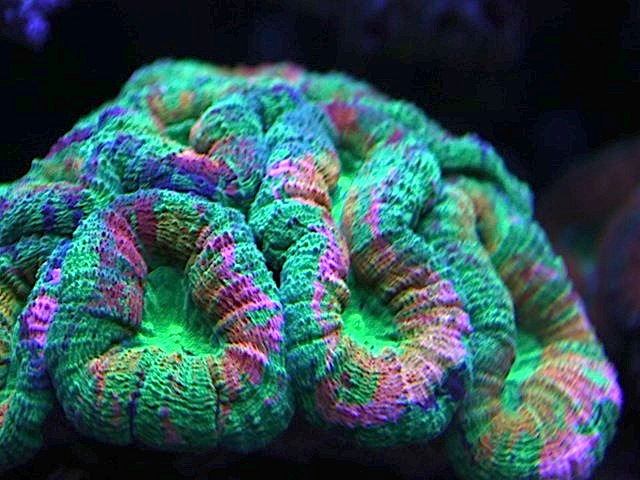 Rainbow Corals: The Master Aquarium List | Reef Builders | The Reef and ...