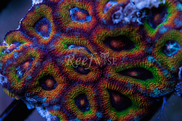Rainbow Corals: The Master Aquarium List | Reef Builders | The Reef and ...
