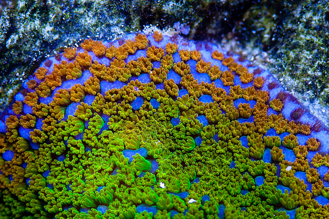 Rainbow Corals: The Master Aquarium List | Reef Builders | The Reef and ...