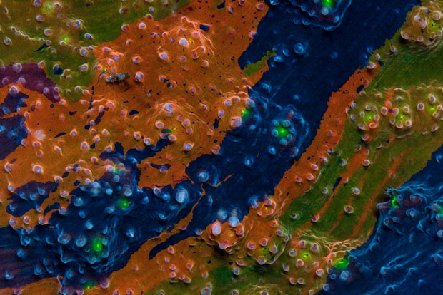 Rainbow Corals: The Master Aquarium List | Reef Builders | The Reef and ...