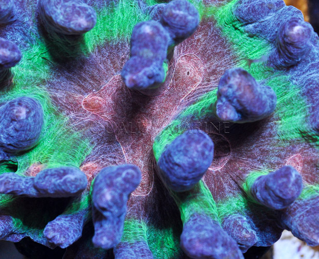 Rainbow Corals: The Master Aquarium List | Reef Builders | The Reef and ...