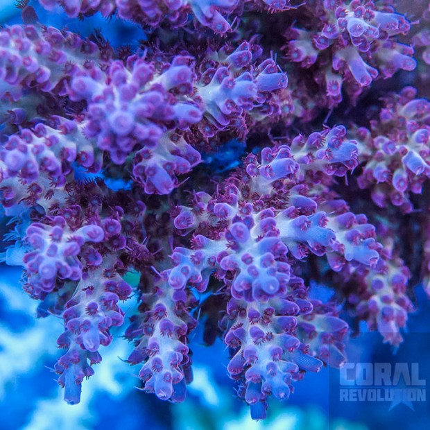 Top 7 rainbow SPS and Acropora corals | Reef Builders | The Reef and ...