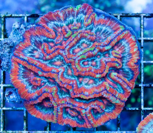 Rainbow Corals: The Master Aquarium List | Reef Builders | The Reef and ...