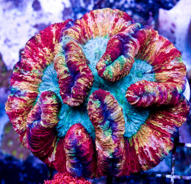 Rainbow Corals: The Master Aquarium List | Reef Builders | The Reef and ...