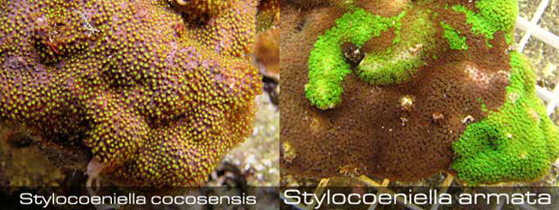 Rainbow Stylocoeniella was THE diamond in the rough of MACNA 2013 ...