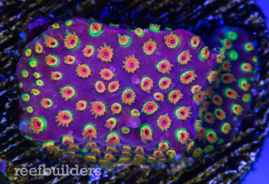 Rainbow Corals: The Master Aquarium List | Reef Builders | The Reef and ...