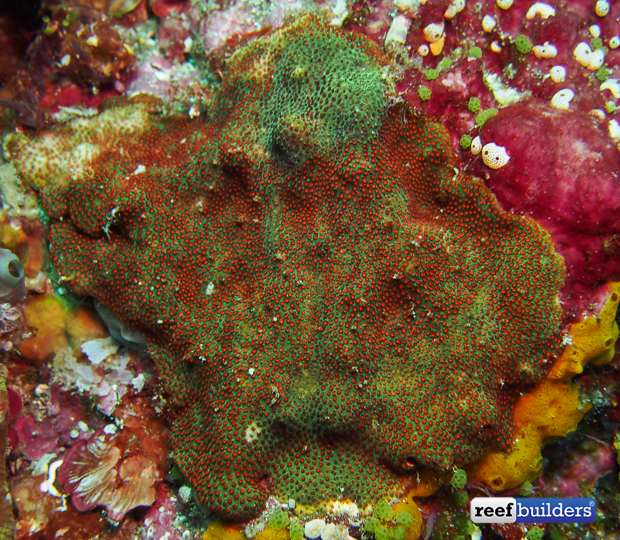 Rainbow Stylocoeniella was THE diamond in the rough of MACNA 2013 ...
