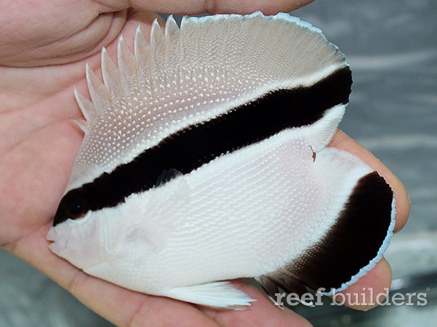 LiveAquaria’s Tailless eibli angelfish | Reef Builders | The Reef and ...