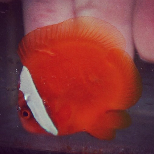 LiveAquaria’s Tailless eibli angelfish | Reef Builders | The Reef and ...