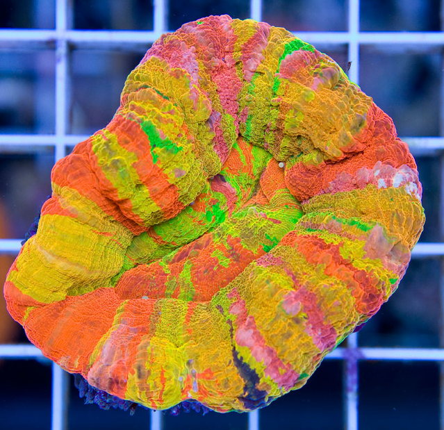 Rainbow Corals: The Master Aquarium List | Reef Builders | The Reef and ...