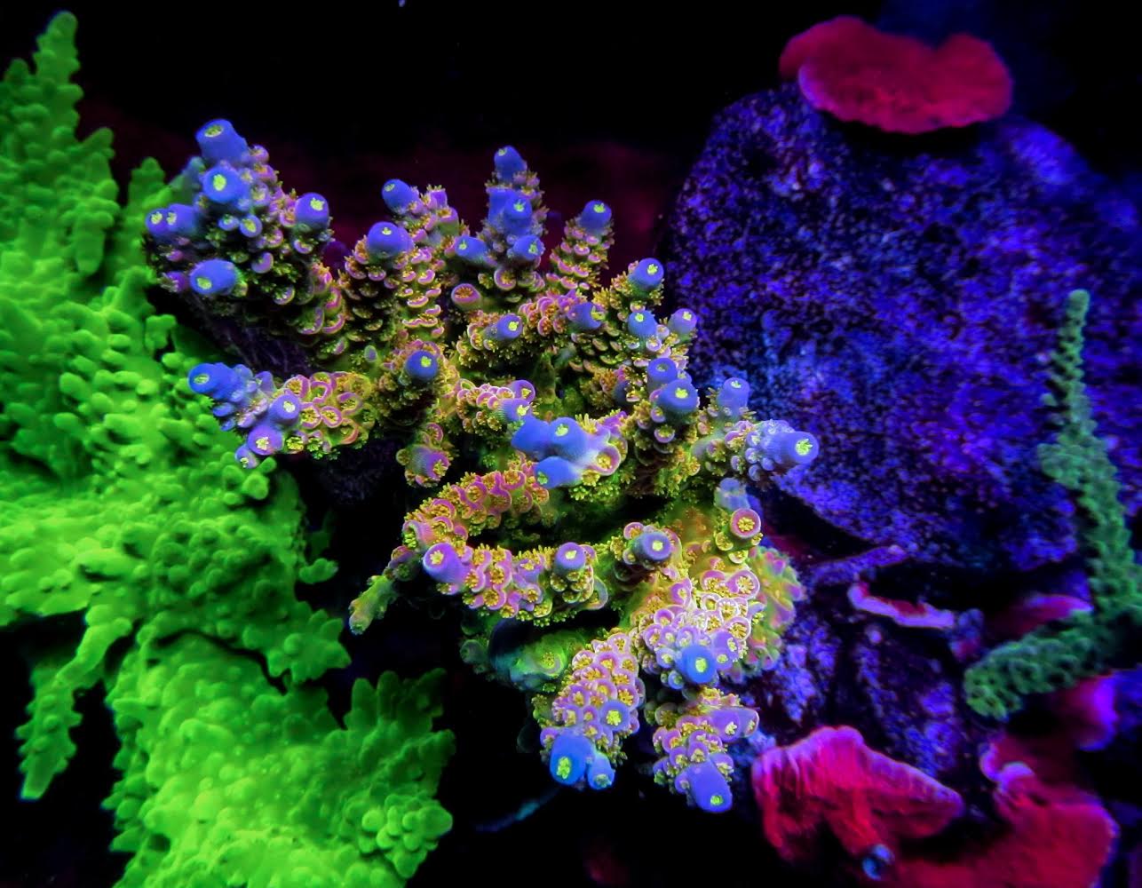 Top 7 rainbow SPS and Acropora corals | Reef Builders | The Reef and ...
