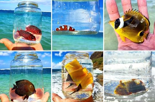 Wes Shinego documents the shallow reef life of Hawaii one instagram ...