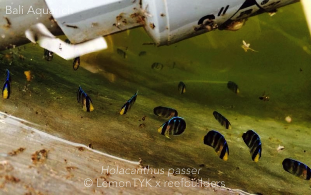 Bali Aquarich adds another feather to its cap with captive bred ...