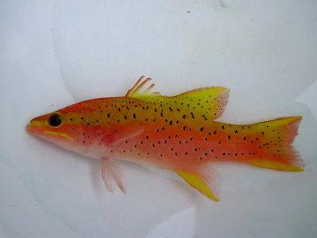 Liopropoma lunulatum offered in the pink of health for the first time ...