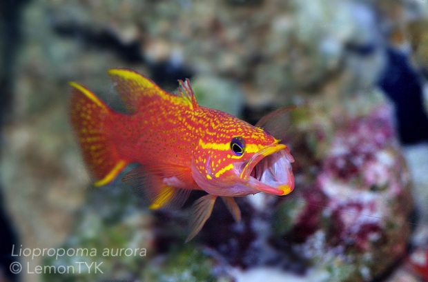 Awesome Fish Spotlight: Aurora, goddess of dawn and depth | Reef ...