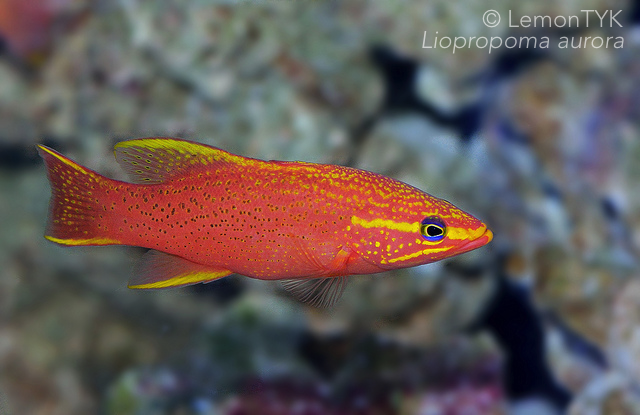 Awesome Fish Spotlight: Aurora, goddess of dawn and depth | Reef ...