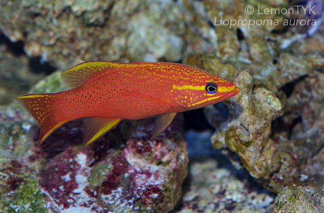 Awesome Fish Spotlight: Aurora, goddess of dawn and depth | Reef ...