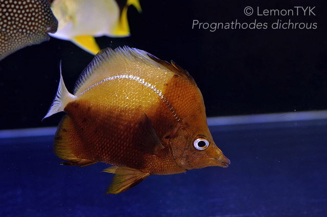 Opulent Osaka Part 1: Makoto Matsuoka’s decade old Prognathodes ...