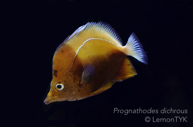 Opulent Osaka Part 1: Makoto Matsuoka’s decade old Prognathodes ...