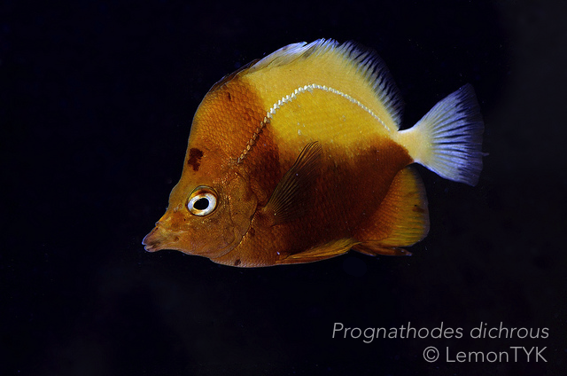 Opulent Osaka Part 1: Makoto Matsuoka’s decade old Prognathodes ...