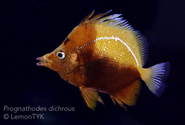 Opulent Osaka Part 1: Makoto Matsuoka’s decade old Prognathodes ...