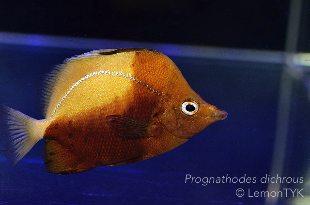 Opulent Osaka Part 1: Makoto Matsuoka’s decade old Prognathodes ...