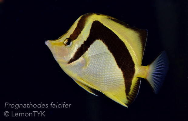 Opulent Osaka Part 1: Makoto Matsuoka’s decade old Prognathodes ...