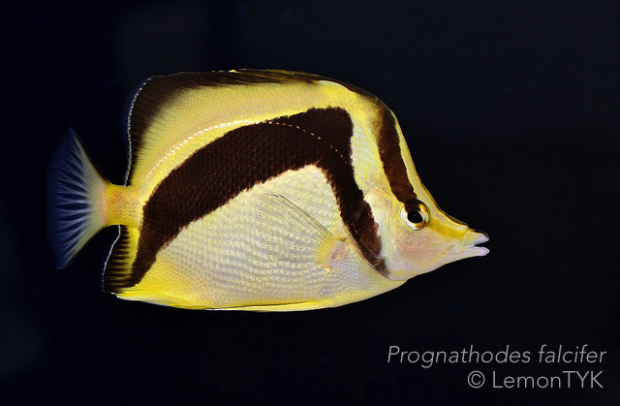 Opulent Osaka Part 1: Makoto Matsuoka’s decade old Prognathodes ...