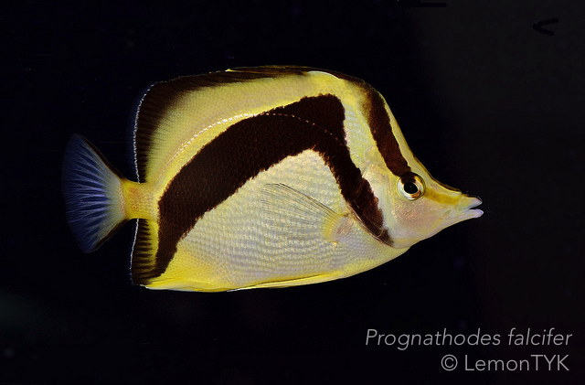 Opulent Osaka Part 1: Makoto Matsuoka’s decade old Prognathodes ...