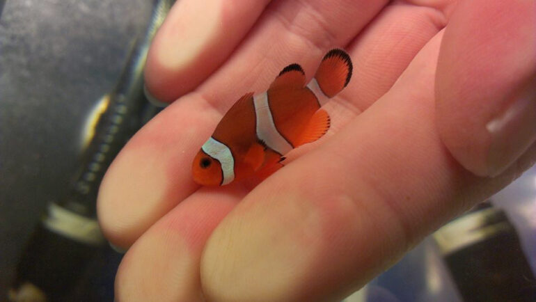 Shrinking tank bred clownfish makes them more difficult to keep | Reef ...