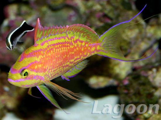 Awesome Fish Spotlight: Prismatic Tosanoides flavofasciatus | Reef ...
