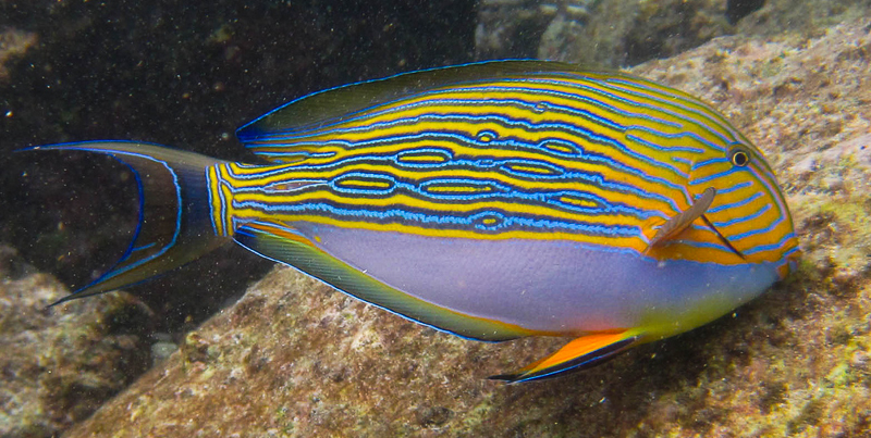 There’s something fishy with some of the Clown Tangs of the Seychelles ...