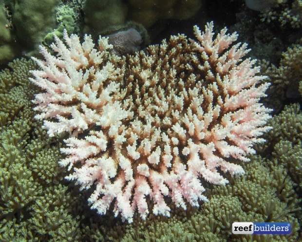 Scientific-based approach to coral conservation will use “Assisted ...