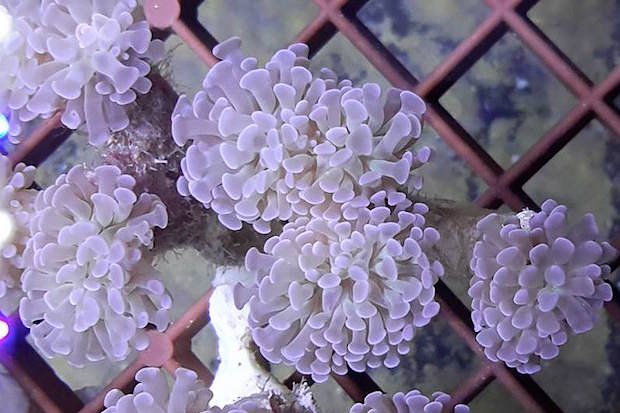 Peculiar thin-branching Euphyllia collected in Cairns, Australia | Reef ...