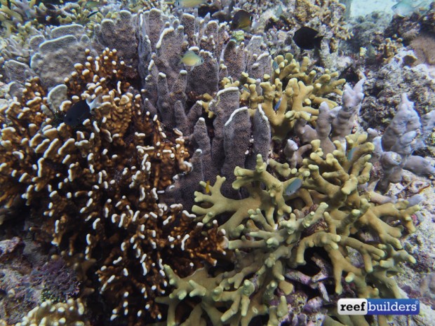 Scientific-based approach to coral conservation will use “Assisted ...