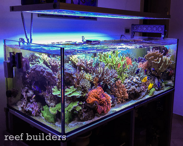 What traits make a great reefer? | Reef Builders | The Reef and ...