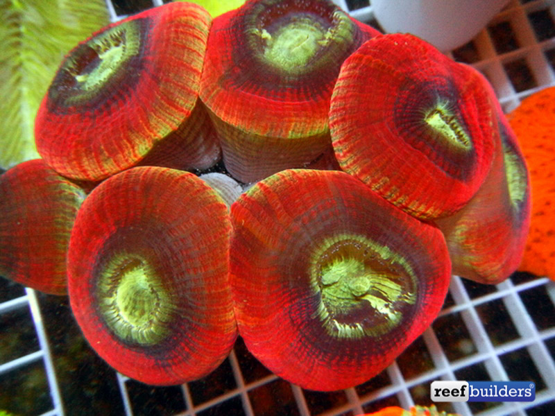You’ve never seen a Trachyphyllia like this one | Reef Builders | The ...