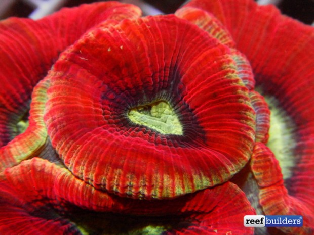 You’ve never seen a Trachyphyllia like this one | Reef Builders | The ...