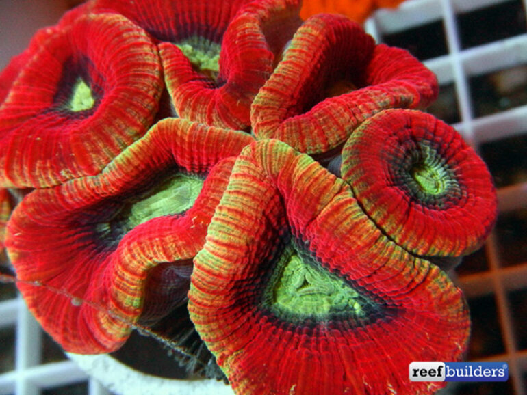 You’ve never seen a Trachyphyllia like this one | Reef Builders | The ...