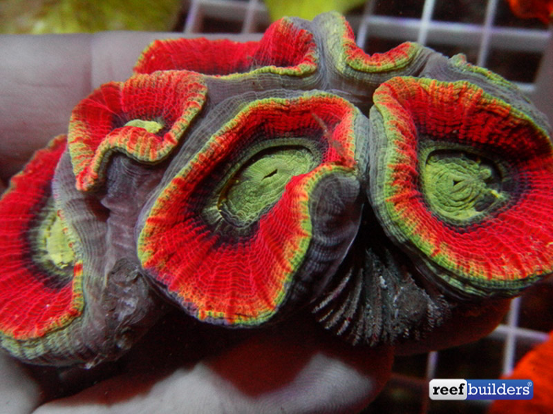You’ve never seen a Trachyphyllia like this one | Reef Builders | The ...
