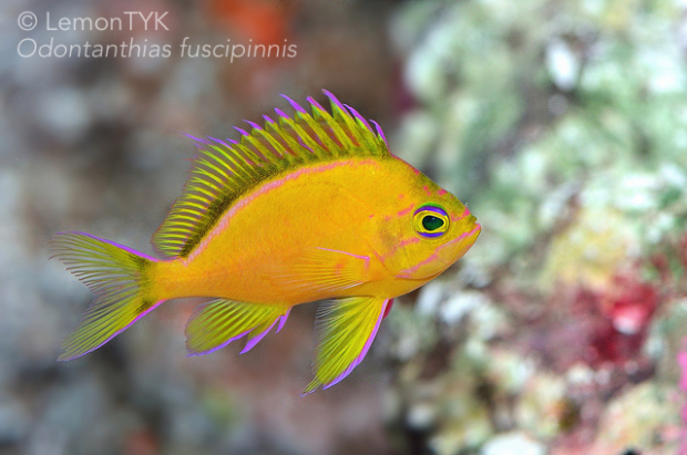 10 Rare Hawaiian Aquarium Fish | Reef Builders | The Reef and Saltwater ...