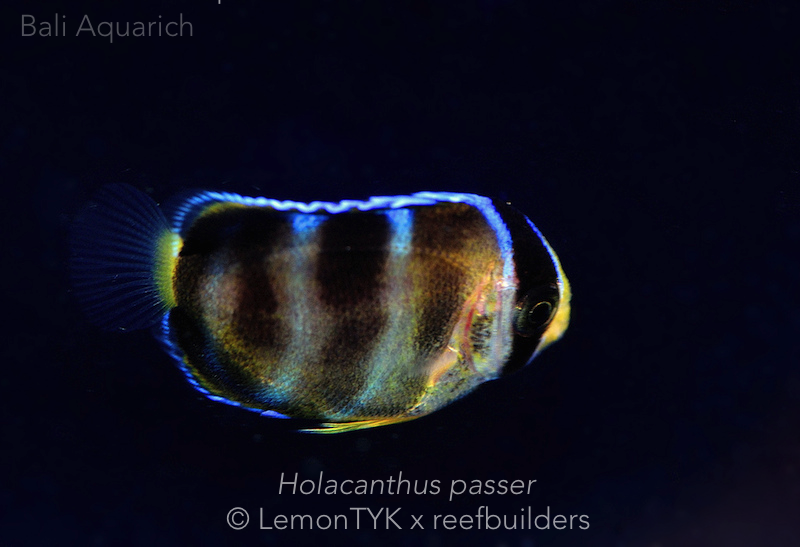 Bali Aquarich adds another feather to its cap with captive bred ...