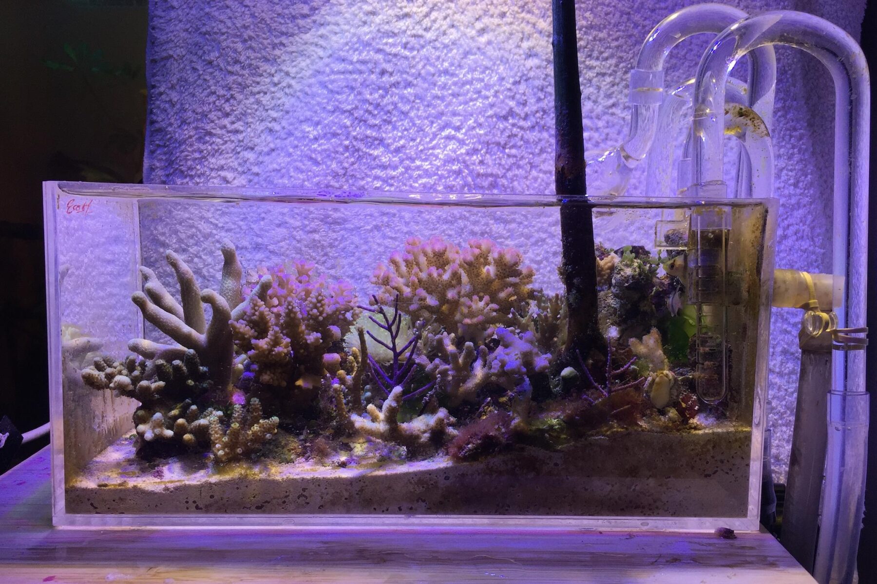 East1’s 1.5 gallon SPS tank is the swankiest pico reef to date | Reef ...