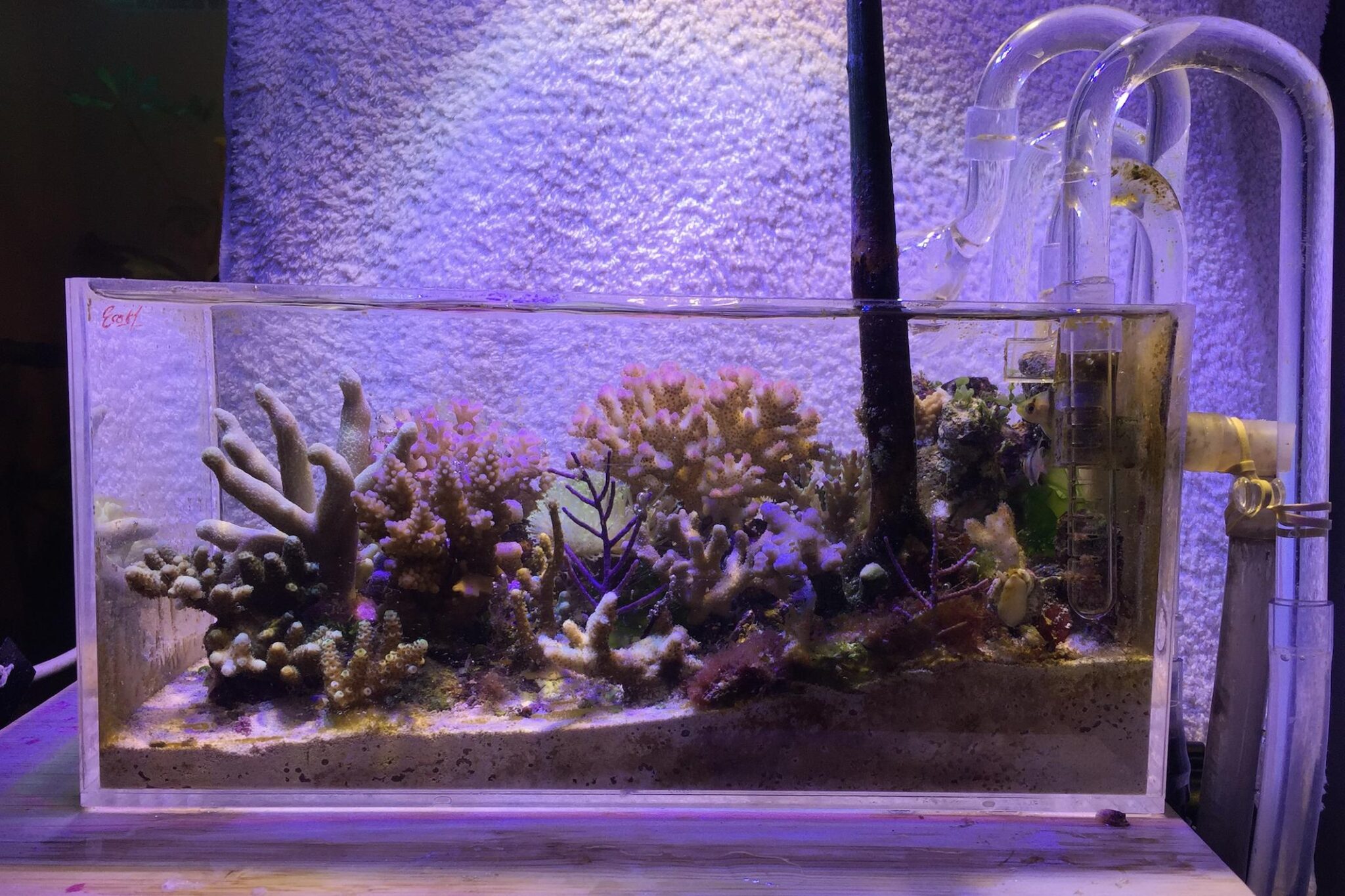 East1’s 1.5 gallon SPS tank is the swankiest pico reef to date | Reef ...