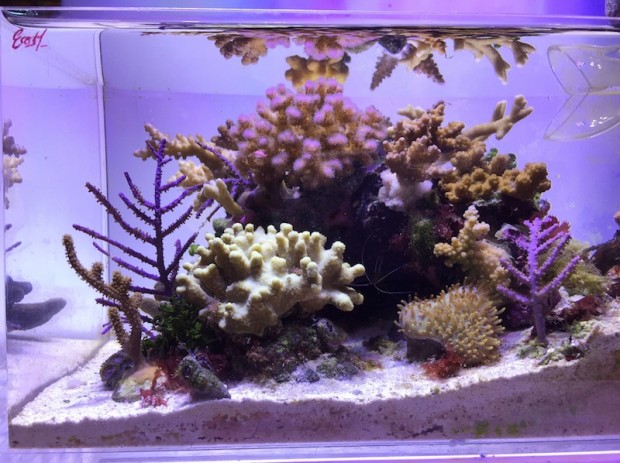East1’s 1.5 gallon SPS tank is the swankiest pico reef to date | Reef ...