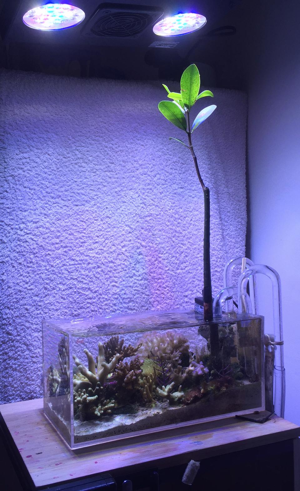 East1’s 1.5 gallon SPS tank is the swankiest pico reef to date | Reef ...