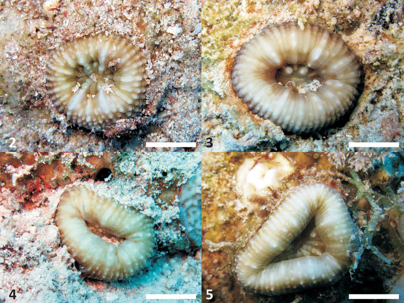 Sclerophyllia margariticola is a new species of ‘Mini Scoly’ from the ...