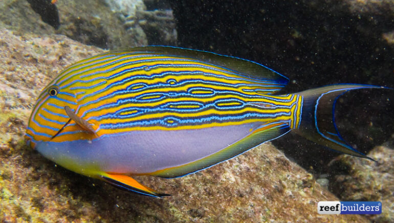 There’s something fishy with some of the Clown Tangs of the Seychelles ...