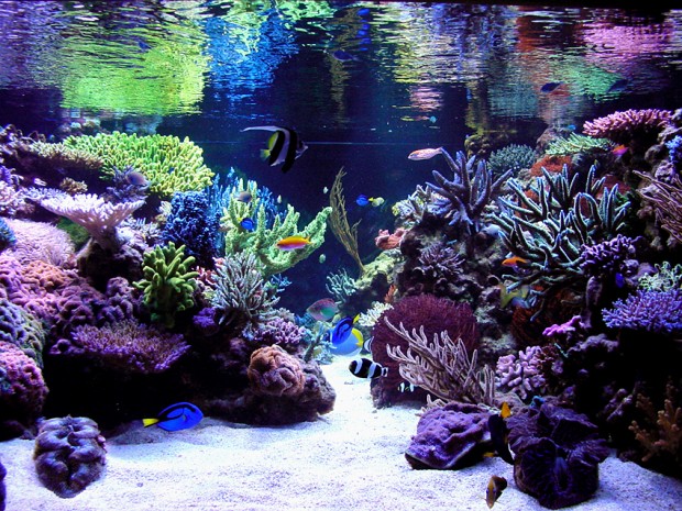 What traits make a great reefer? | Reef Builders | The Reef and ...