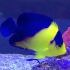 Venustus Angelfish Successfully Captive Bred by Bali Aquarich | Reef ...